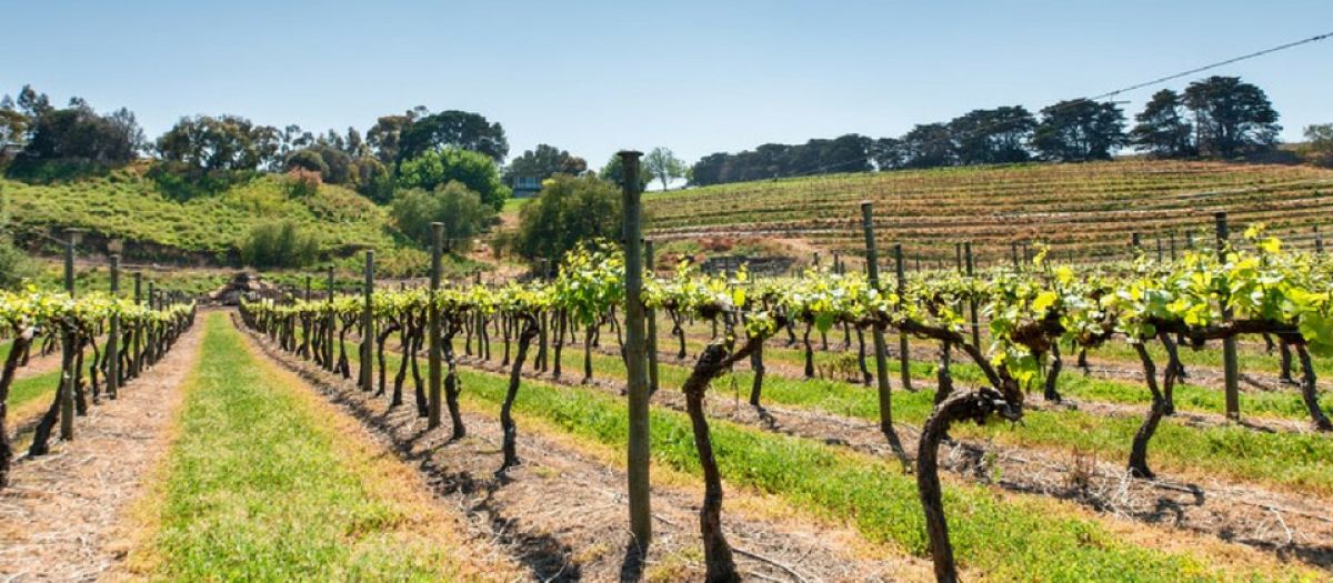 Idyll Wine Co. – Producing Wine of Varietal Character